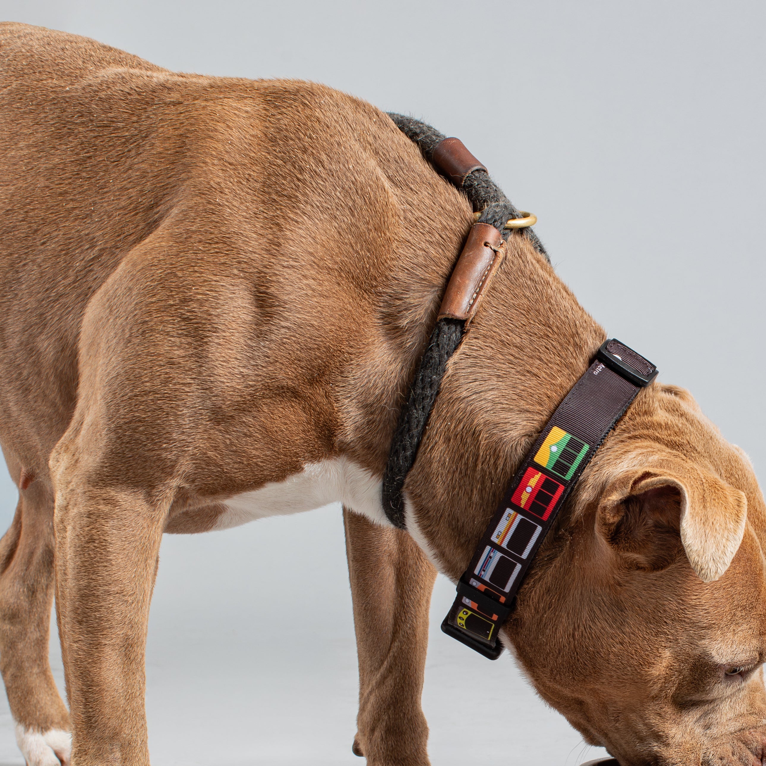 Los Angeles Metro Past and Present Pet Collar – Metro Shop